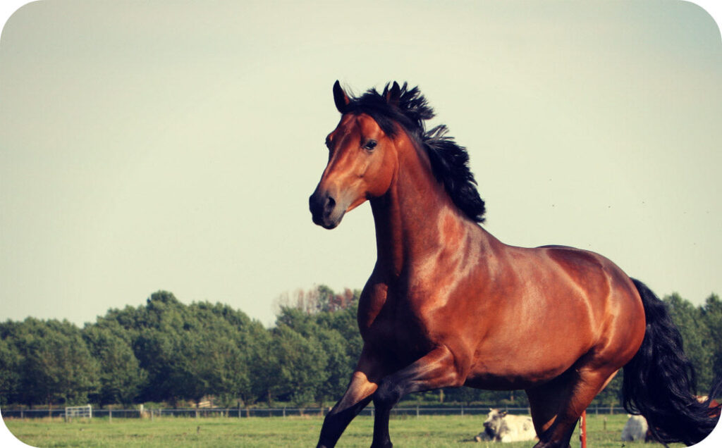 Selenium requirements and toxicity for your horse